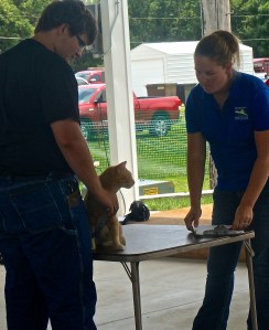 Cat Show Held at the Burt County Fair | Kat Country Hub